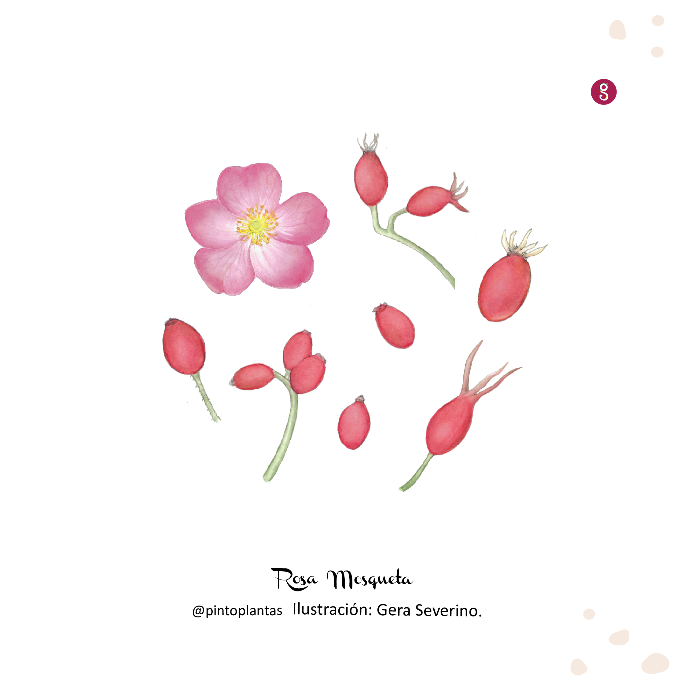 Rosa Mosqueta: semilla de la eterna juventud | ECOLEO